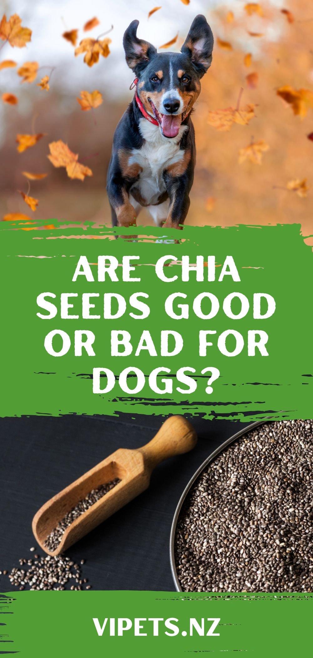 Are Chia Seeds Good or Bad for Dogs? - VIPets Christchurch | Dog ...